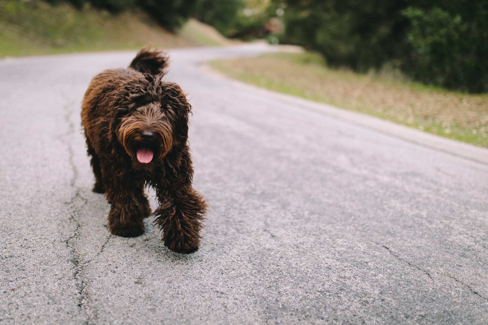 Professional Pet Dog Breeder Australia – PPDBA